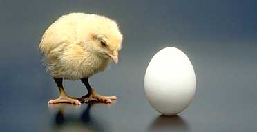Which came first? The chicken or the egg? | FOS Media Students' Blog